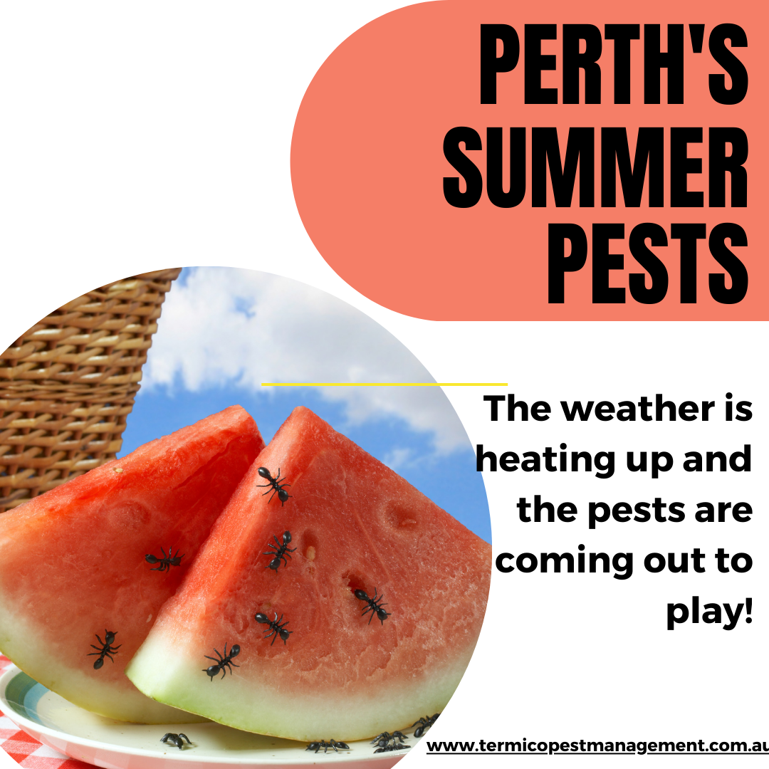 Pests in Perth | Summer Pests