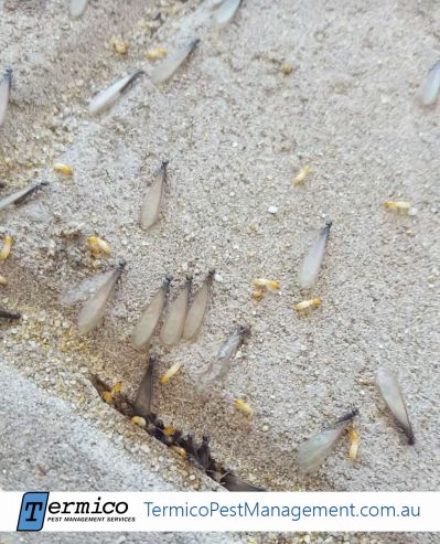 Termites Perth | White Ants Perth | Termite Western Australia