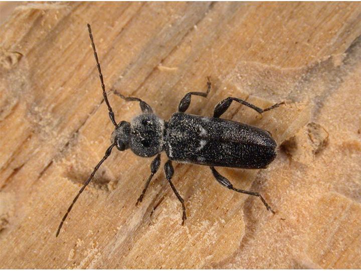 Protect you home from European House Borer | European House Borer ...