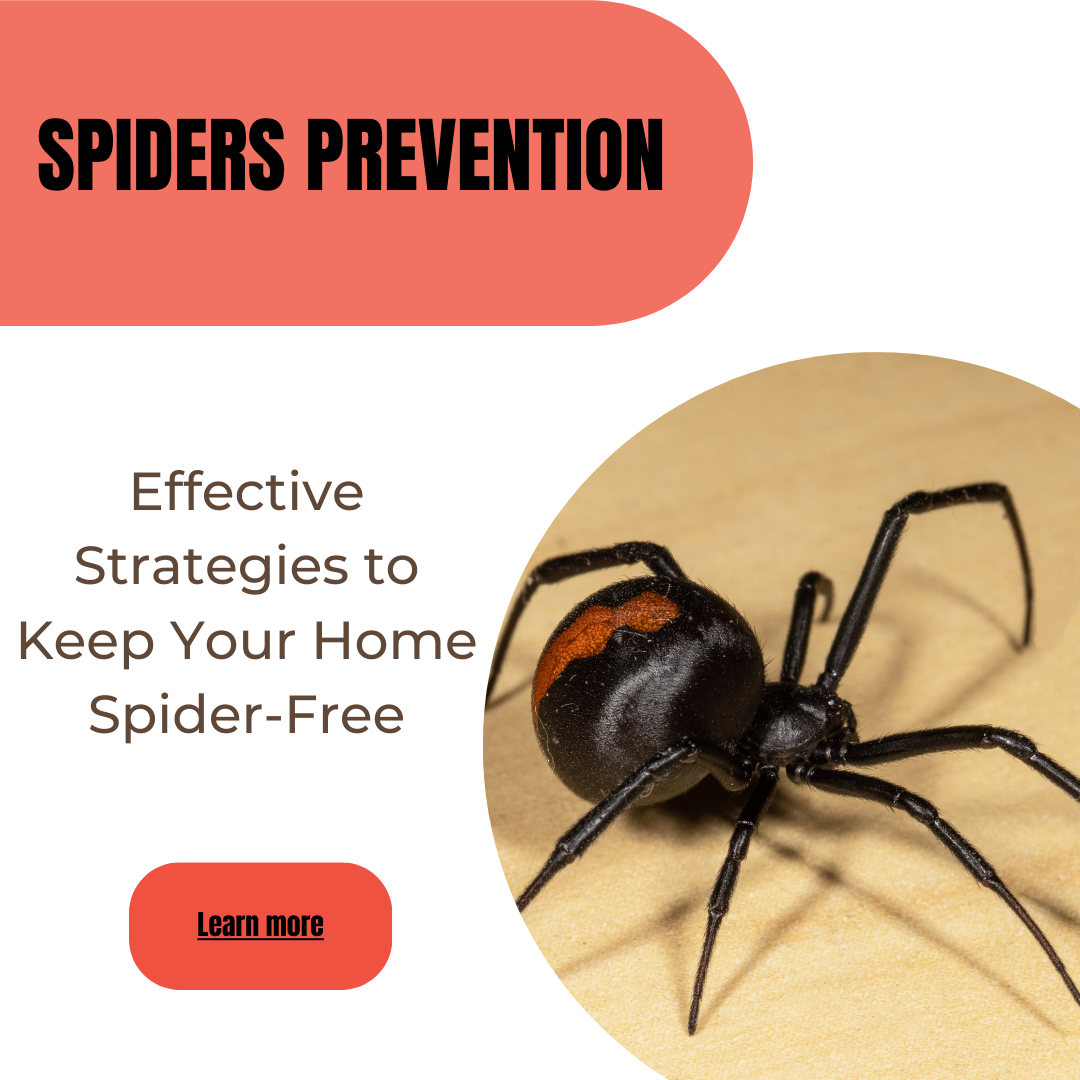 Keep your home free from spiders | Spider Control Perth