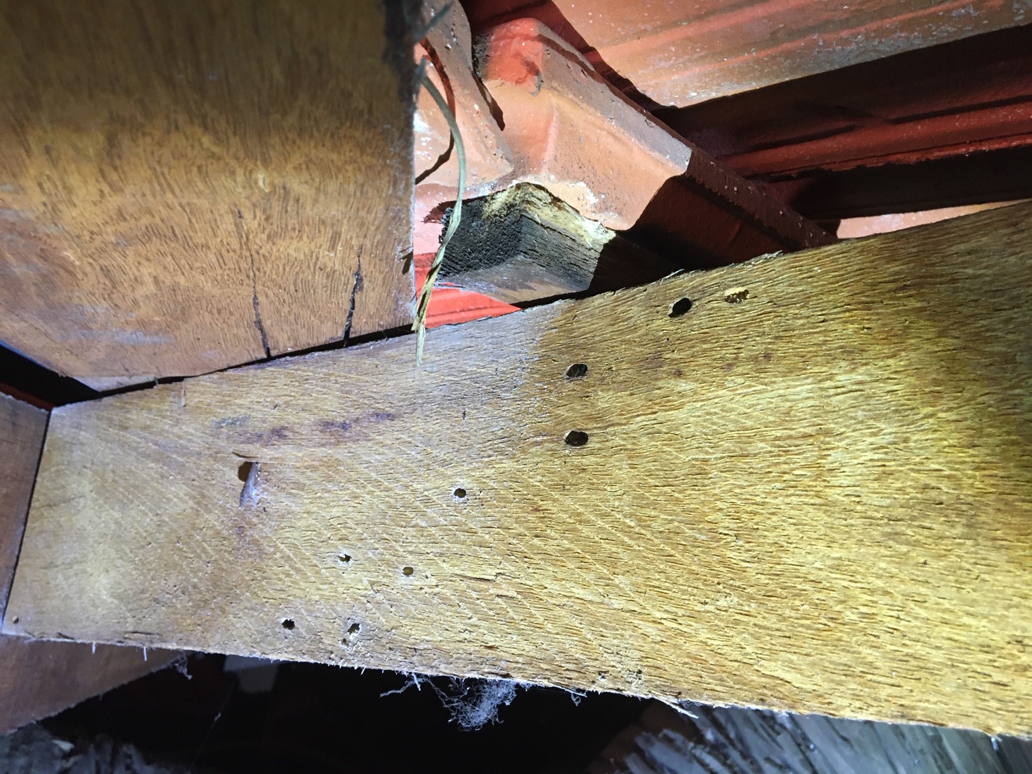Timber pest inspections are not just about termites