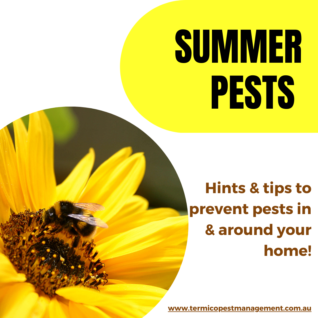 How to prevent summer pests | Perth Pest Control